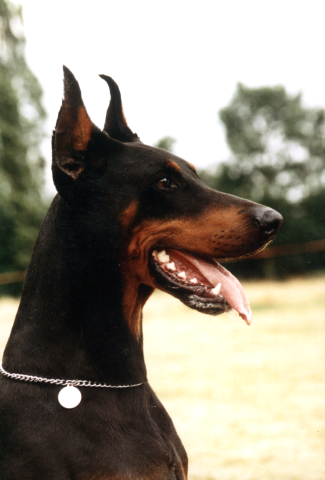 Accueil - Elevage Du castel tolosane - eleveur de chiens Dobermann